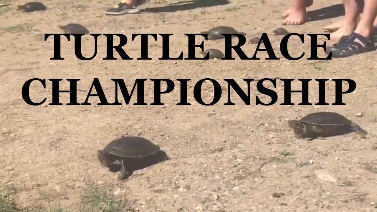 Raalte2ube - TURTLE RACE CHAMPIONSHIP - YouTube