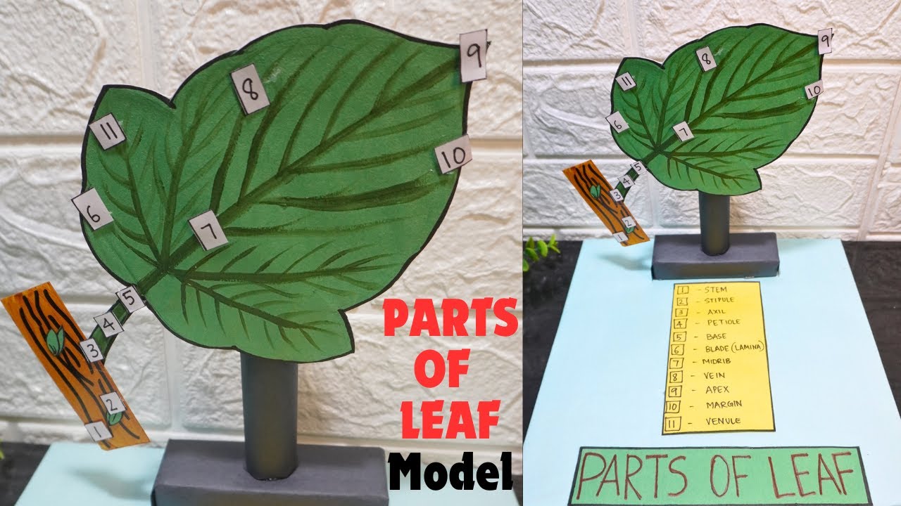 Parts Of The Leaf Model | Structure of a leaf | School Project model ...