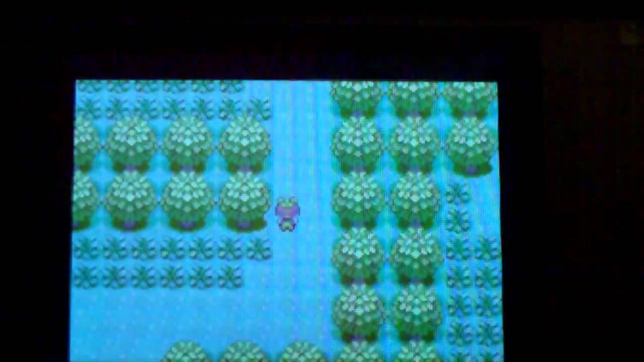 Let's Play- Pokemon Emerald Part 4: Battles, battles, and more battles ...