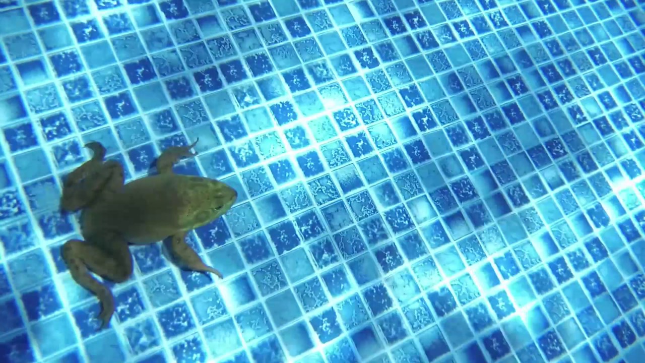 Bullfrog in the pool - YouTube