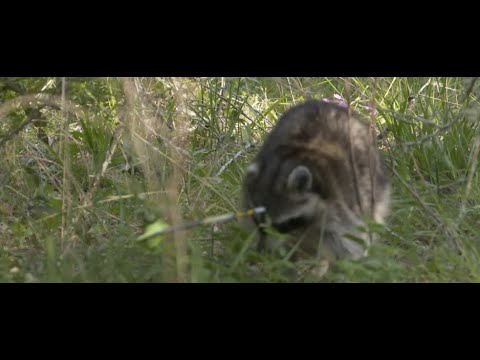 Raccoons Jump In Your Lap, Chronicle 17 - YouTube
