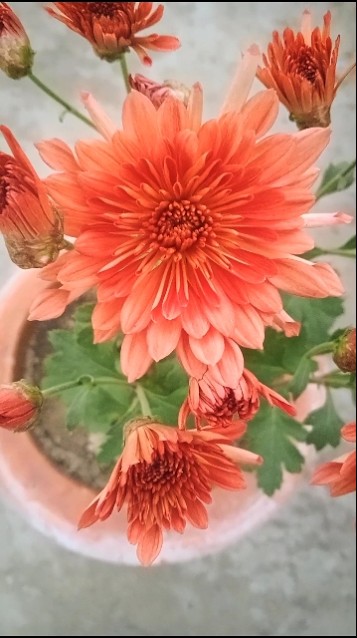 Beautiful chandra mallika flowers 😍😍😍😍🌸🌸🌸 #chandramallika #ytshorts # ...
