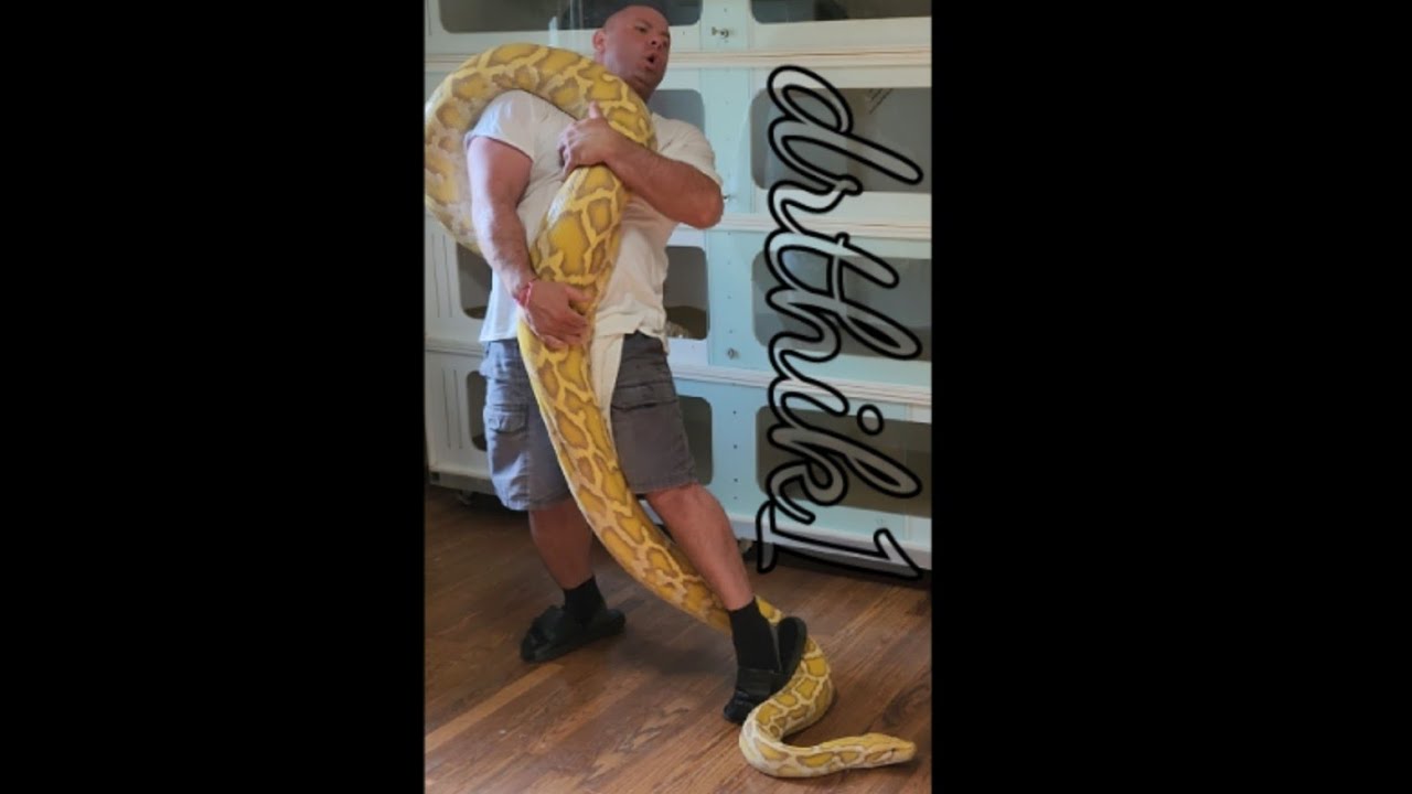 big burmese python - YouTube