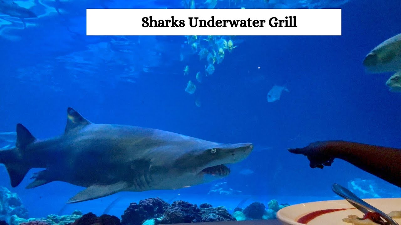 Sharks Underwater Grill | Restaurant at SeaWorld Orlando - YouTube