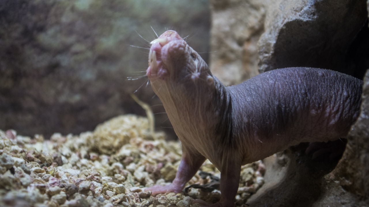 The world's weirdest mammal keeps on surprising - YouTube