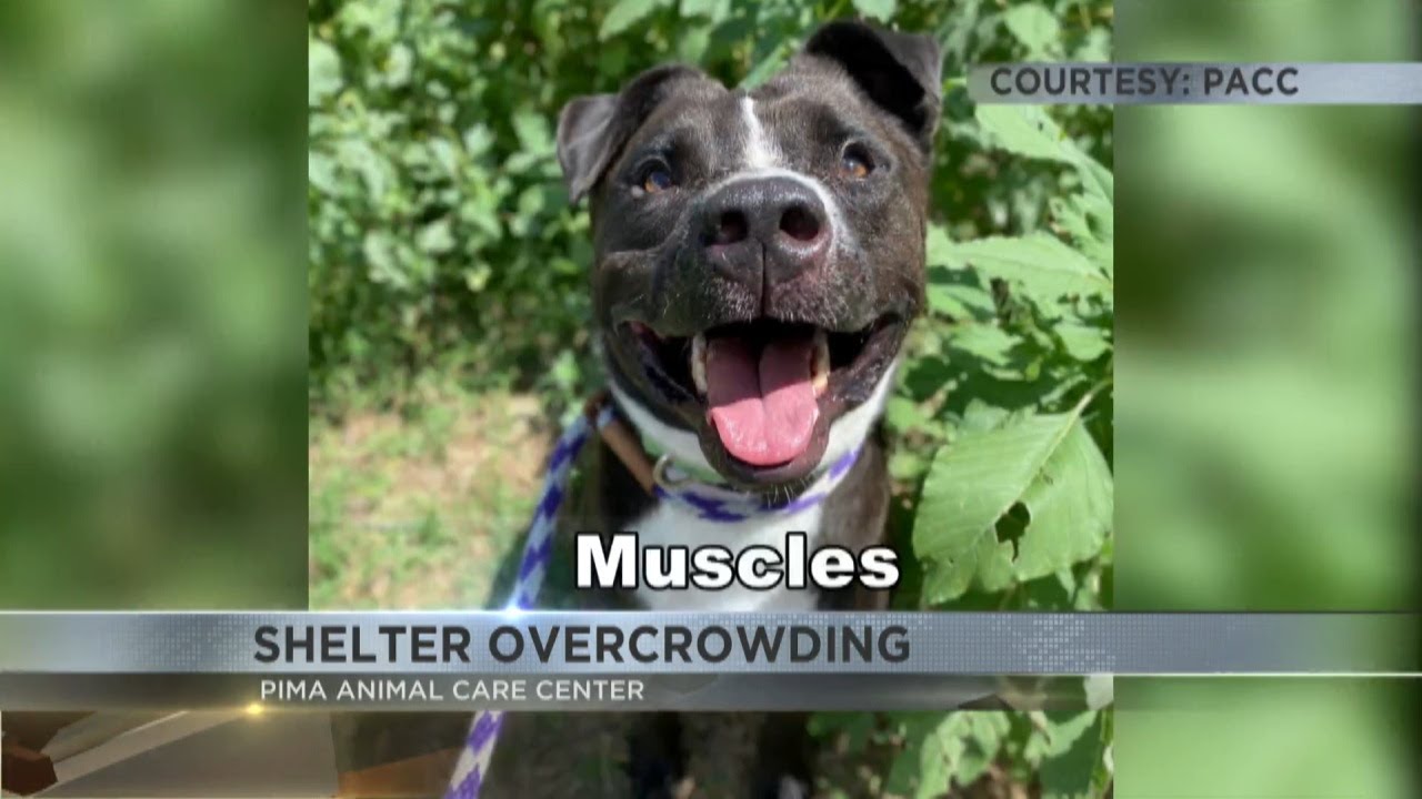 Three dogs face euthanasia this weekend as PACC hits critical capacity ...
