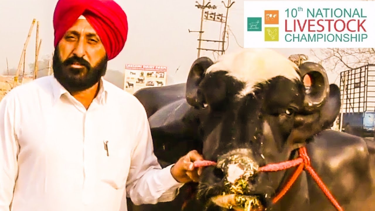 Famous Nili Ravi Bull Badhshah worth 8 crores at National livestock ...