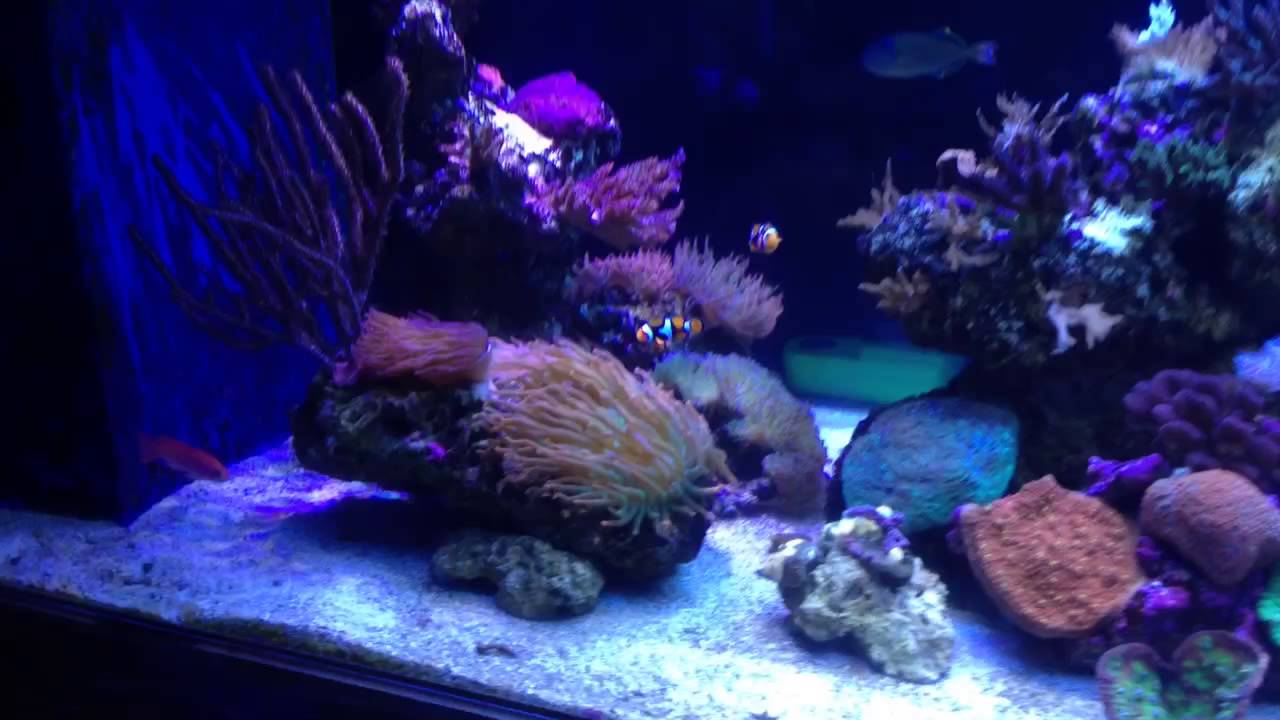 2 quoyi parrotfish - YouTube