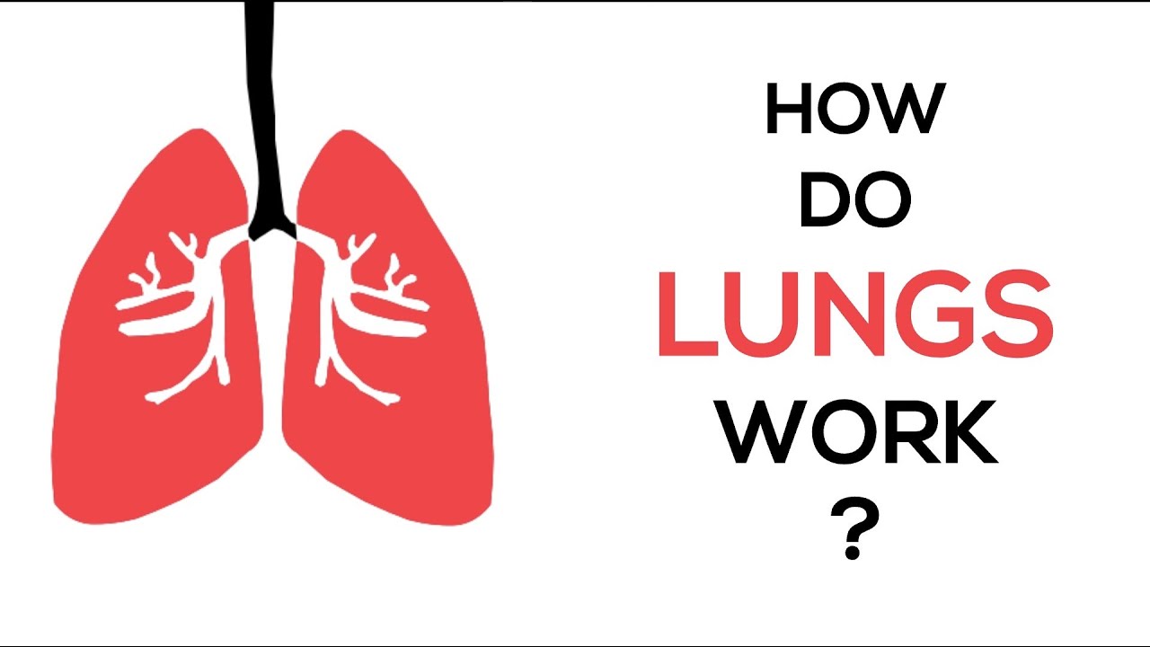 How Do Lungs Work YouTube How Do Lungs Work YouTube