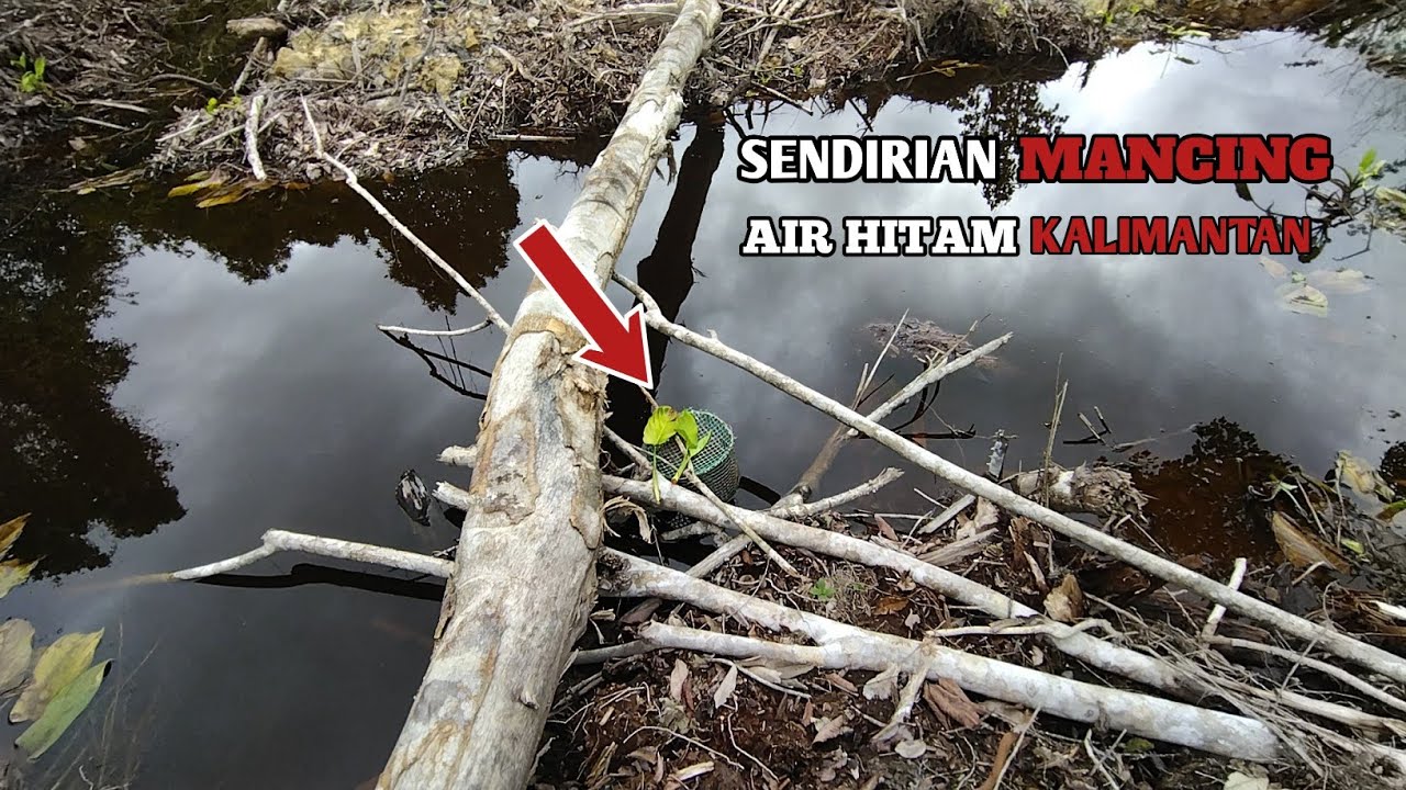 pasang 13 tajur di parit air hitam Kalimantan - YouTube