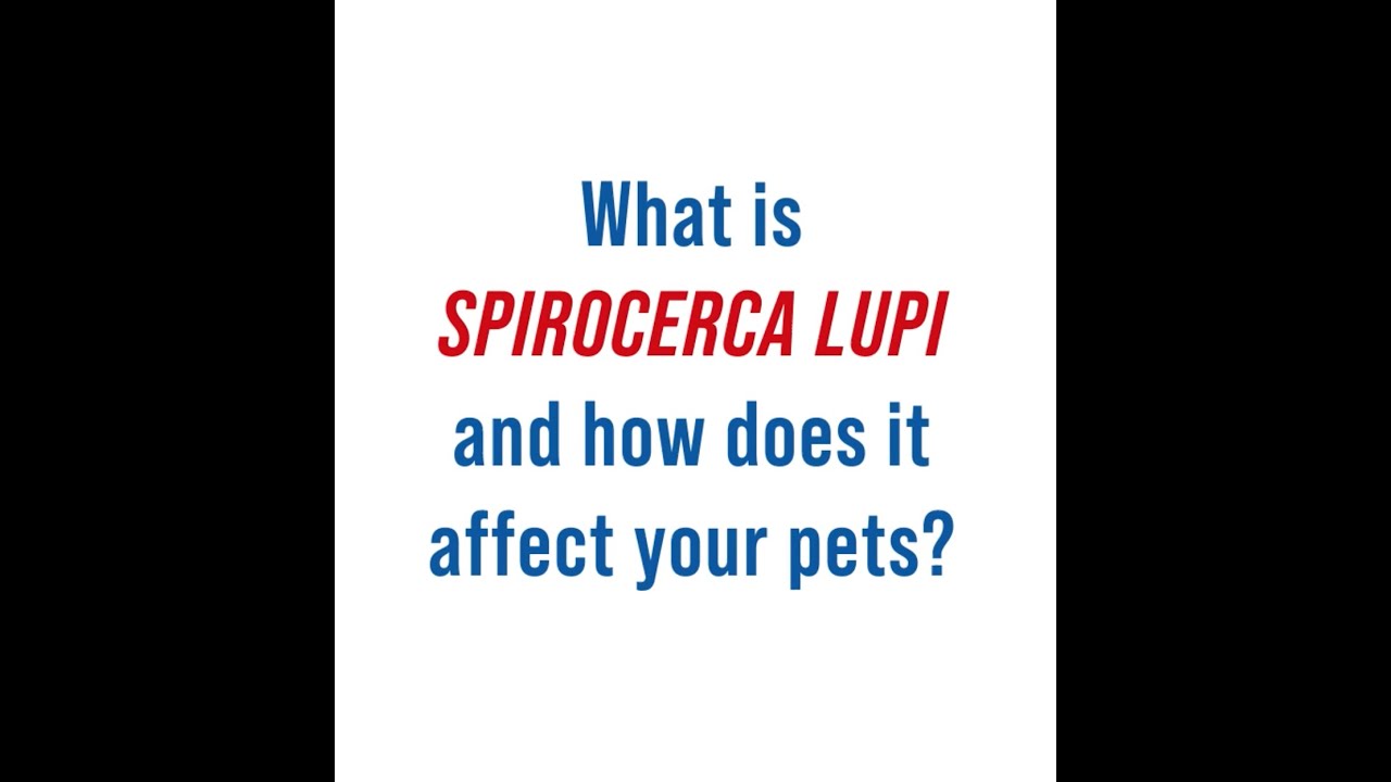 The life cycle of Spirocerca Lupi - YouTube