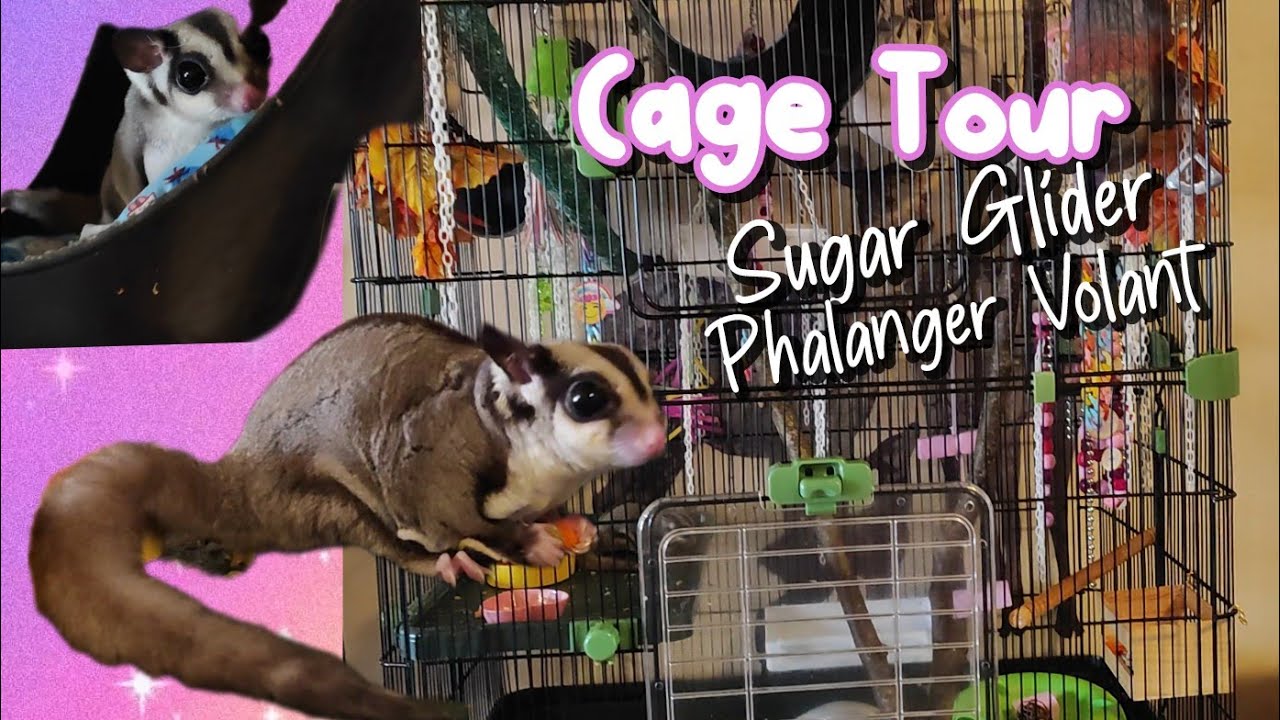 Cage Tour Sugar Glider/Phalanger volant - YouTube