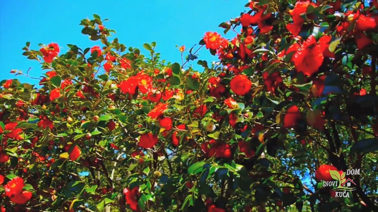 KAMELIJA - KAKO SE GAJI I NJEGUJE - YouTube