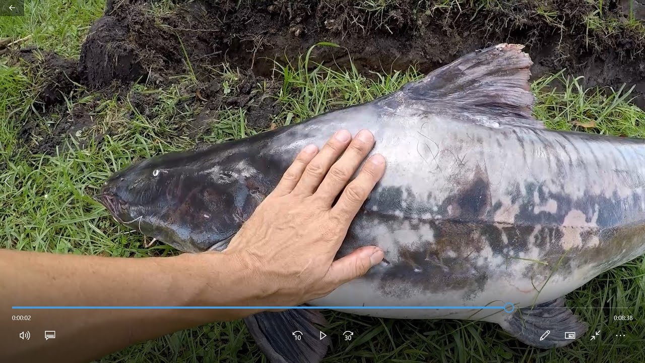 5ft/150cm 7yo Piraiba killed (indirectly) by thiaminase. Could save but ...