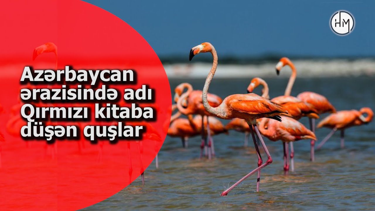 Azərbaycanda nəsli kəsilməkdə olan nadir quş növləri - ADI QIRMIZI ...
