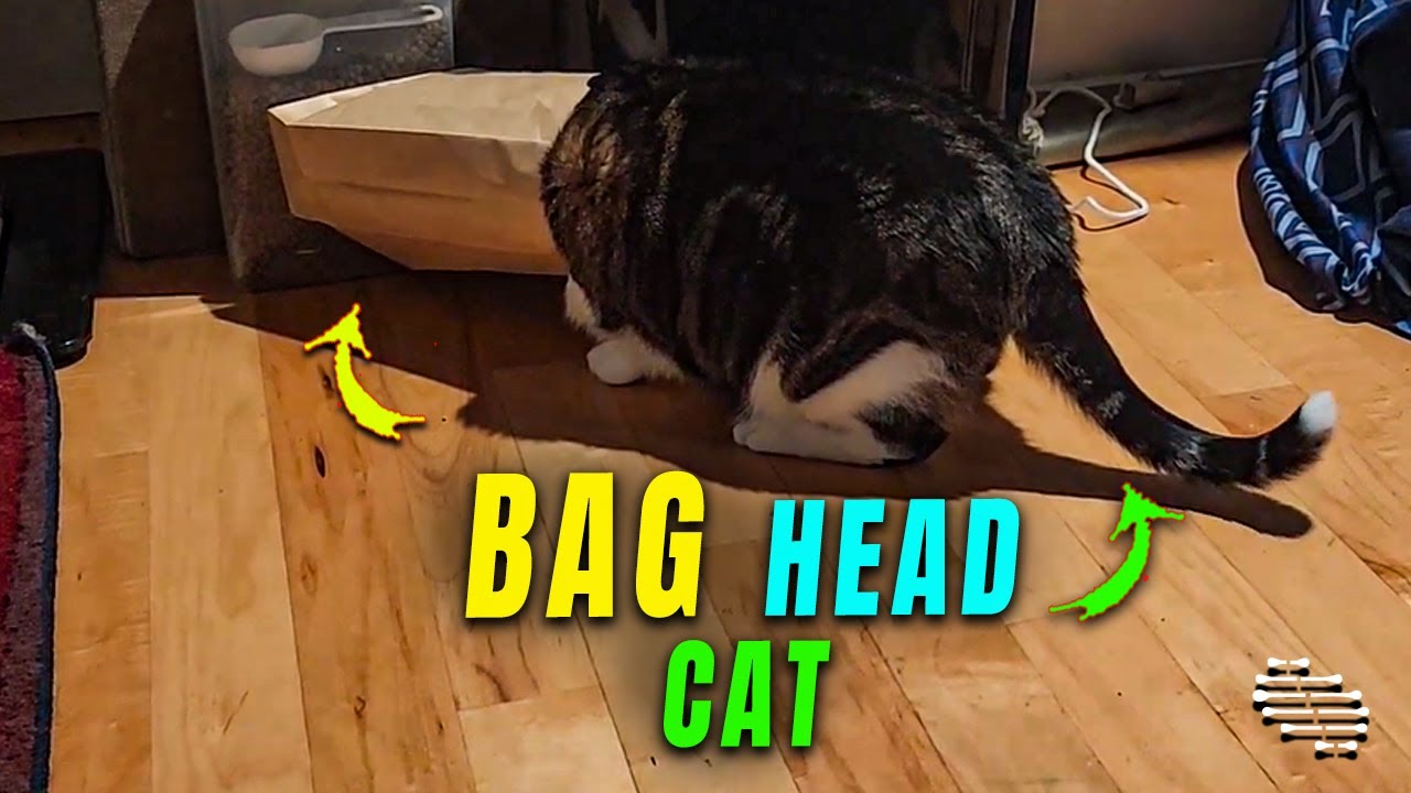 Curious Cat Got Its Head Stuck inside a Bag - YouTube