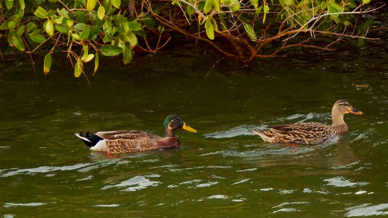 3-Minute Meditation Ducks Floating | Flapfu - YouTube
