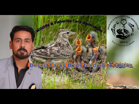 Does Lark Birds Eat Insects