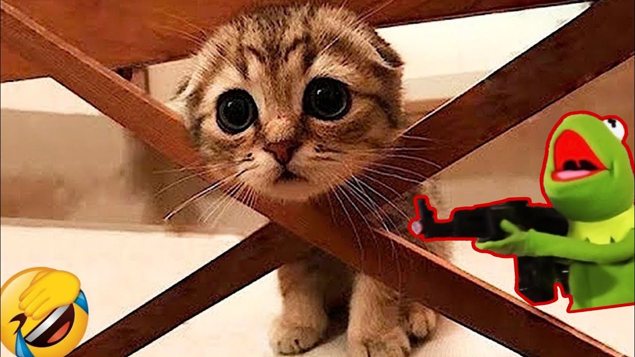 Funny animals - Funny cats / dogs - Funny animal videos | Cute Aww #55 ...
