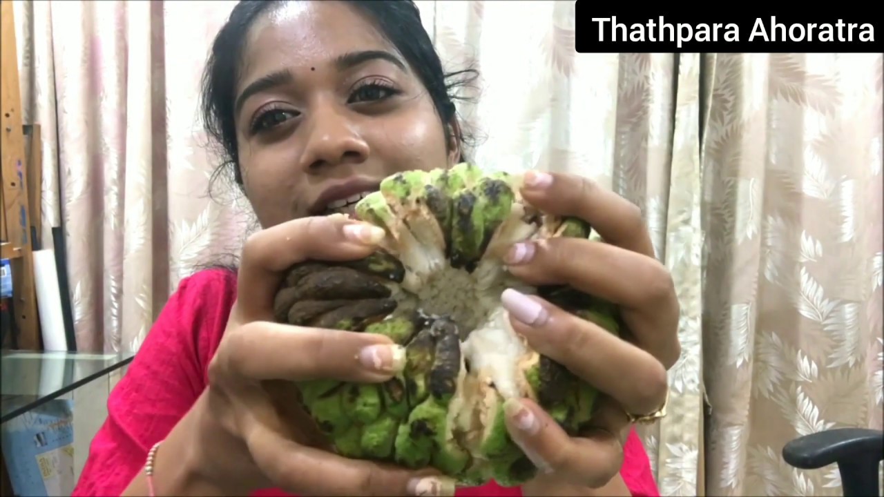 Why is it named as SITAPHAL | Sita | Botany | Ayurveda | Thathpara ...
