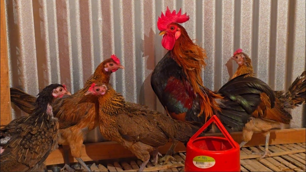 Red Jungle Fowl Crowing | Jungle Fowl Chicken Breed | The Wild Chickens ...