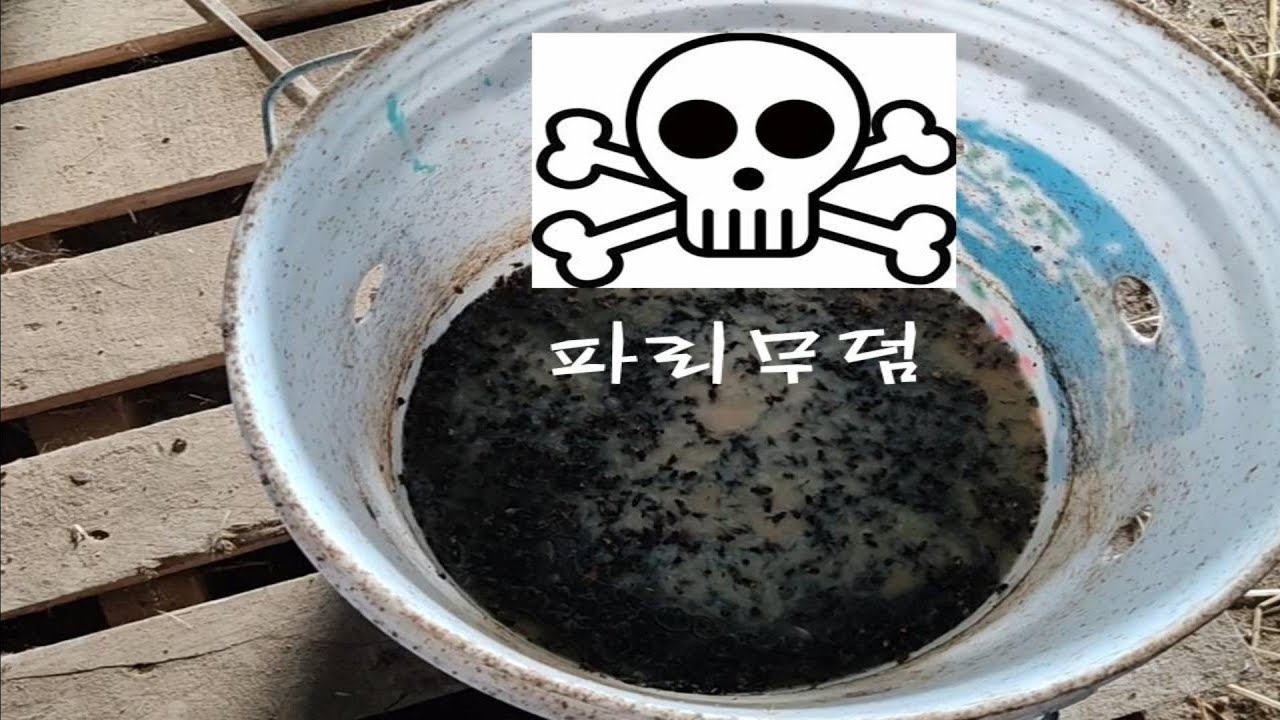 파리 퇴치 방법 축사에 파리가 싹 사라졌네요 파리 박멸 파리잡는 법 Youtube