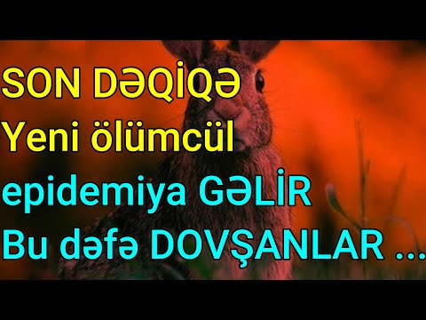 Yeni ölümcül epidemiya GƏLİR - Bu dəfə DOVŞANLAR ...