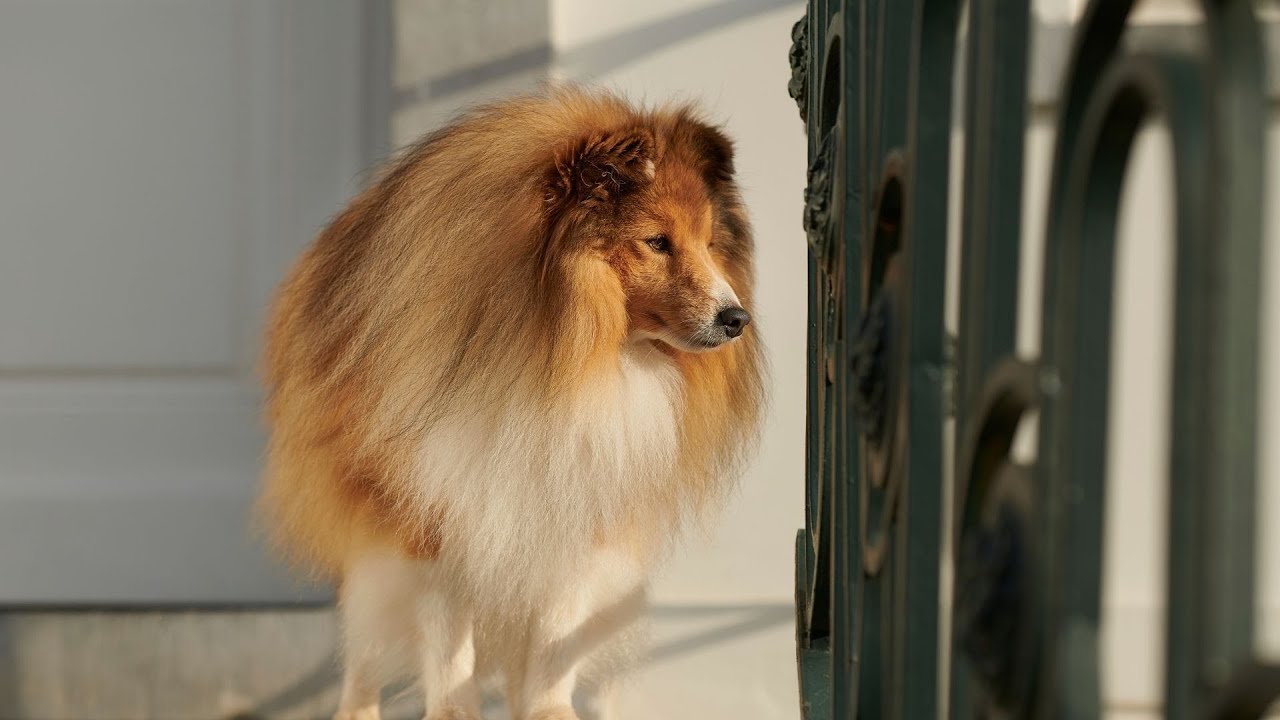 The Joys of Living with a Shetland Sheepdog - YouTube