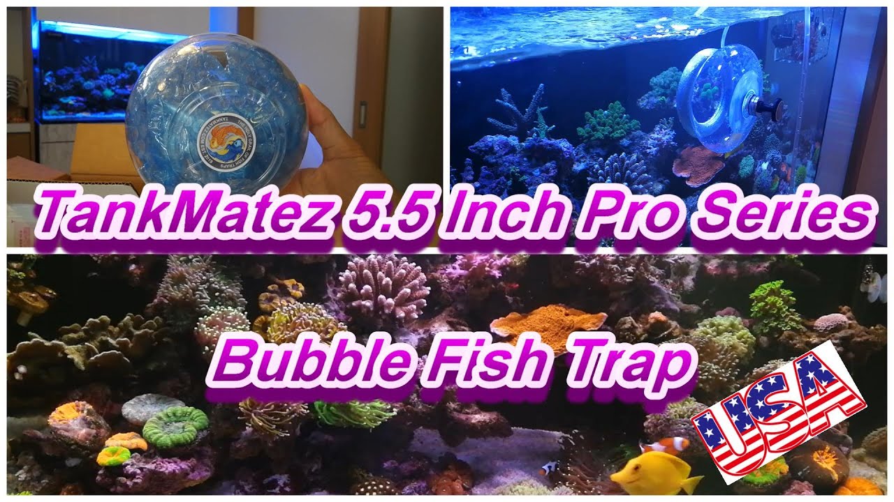 【器材?】TankMatez 5.5Inch Pro Series Bubble Fish Trap ～お魚捕ったどぉ！！～～ - YouTube