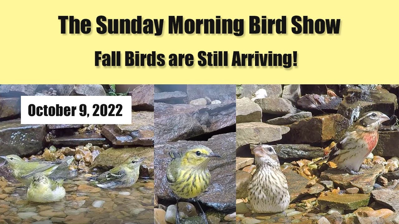 Sunday Morning Birds: October 9, 2022 ~ More Fall Migrants! [The Bird ...