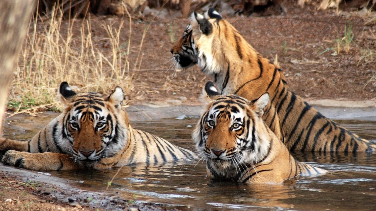 Devaliya Park -1, Sasan Gir, Junagadh, ( Gir Forest National Park ...