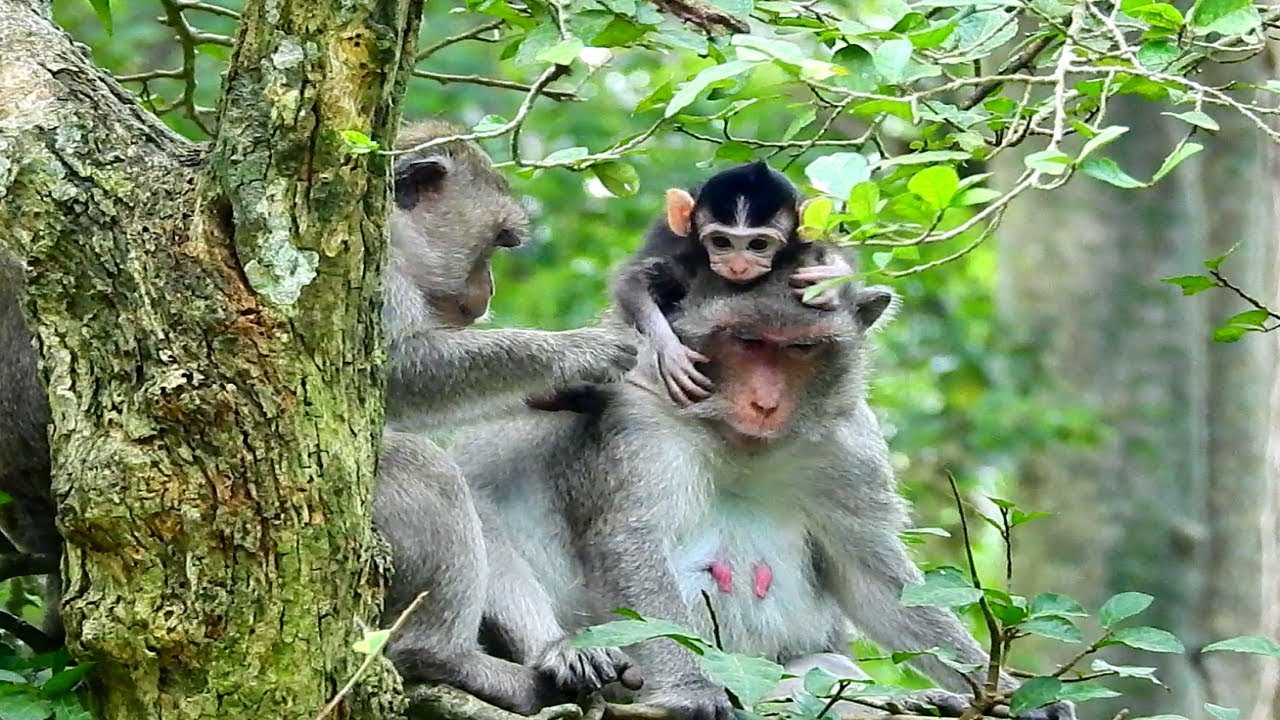 Monkey Angry Baby Mix Bite ST1451 Mono Monkey - YouTube