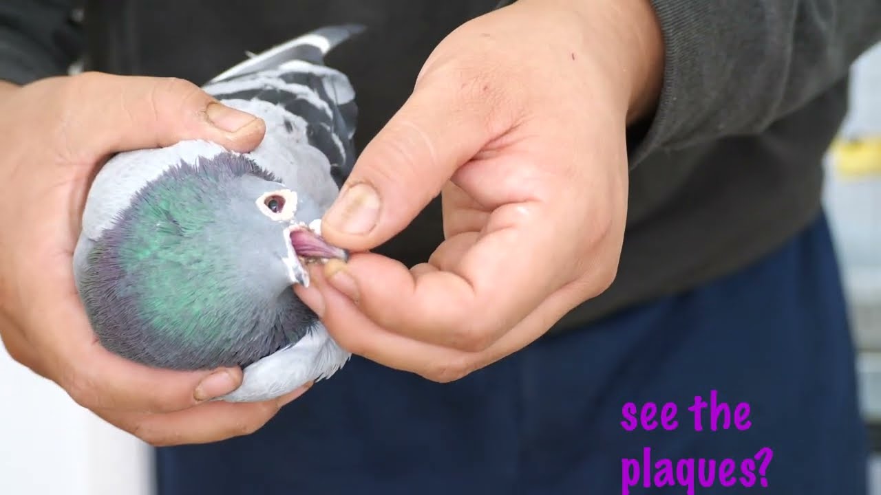 How to Diagnose and Treat Canker Fast! - YouTube