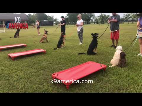 K9 America group class 9 5 20 - YouTube