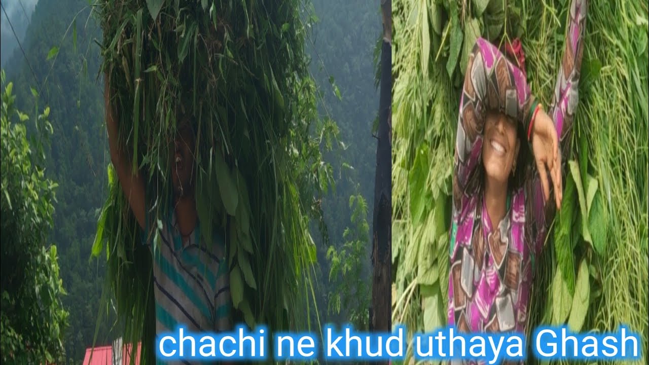 Sara khet Ka Ghash kha gyi rat ko gay || #pahadi noni🥰🥰 ||Meera ...