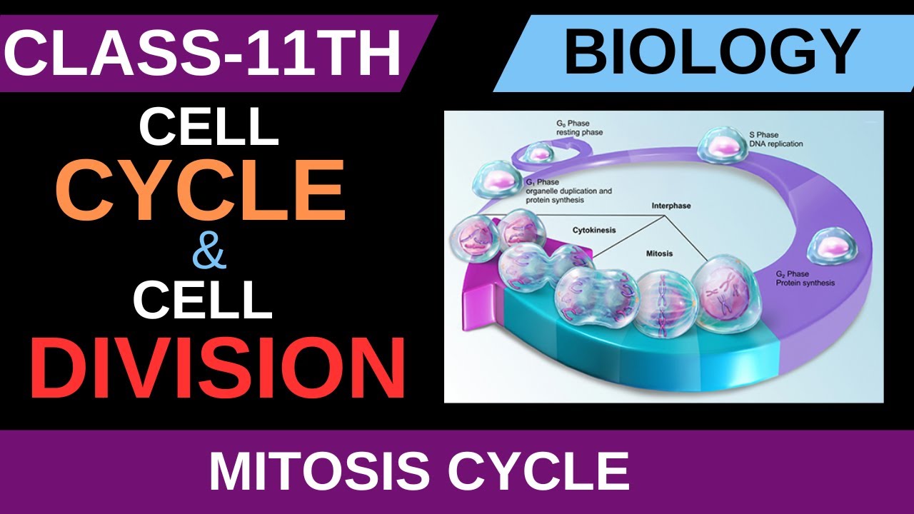 CELL CYCLE & CELL DIVISION CLASS-11TH BIOLOGY | MITOSIS CYCLE FOR CELL ...
