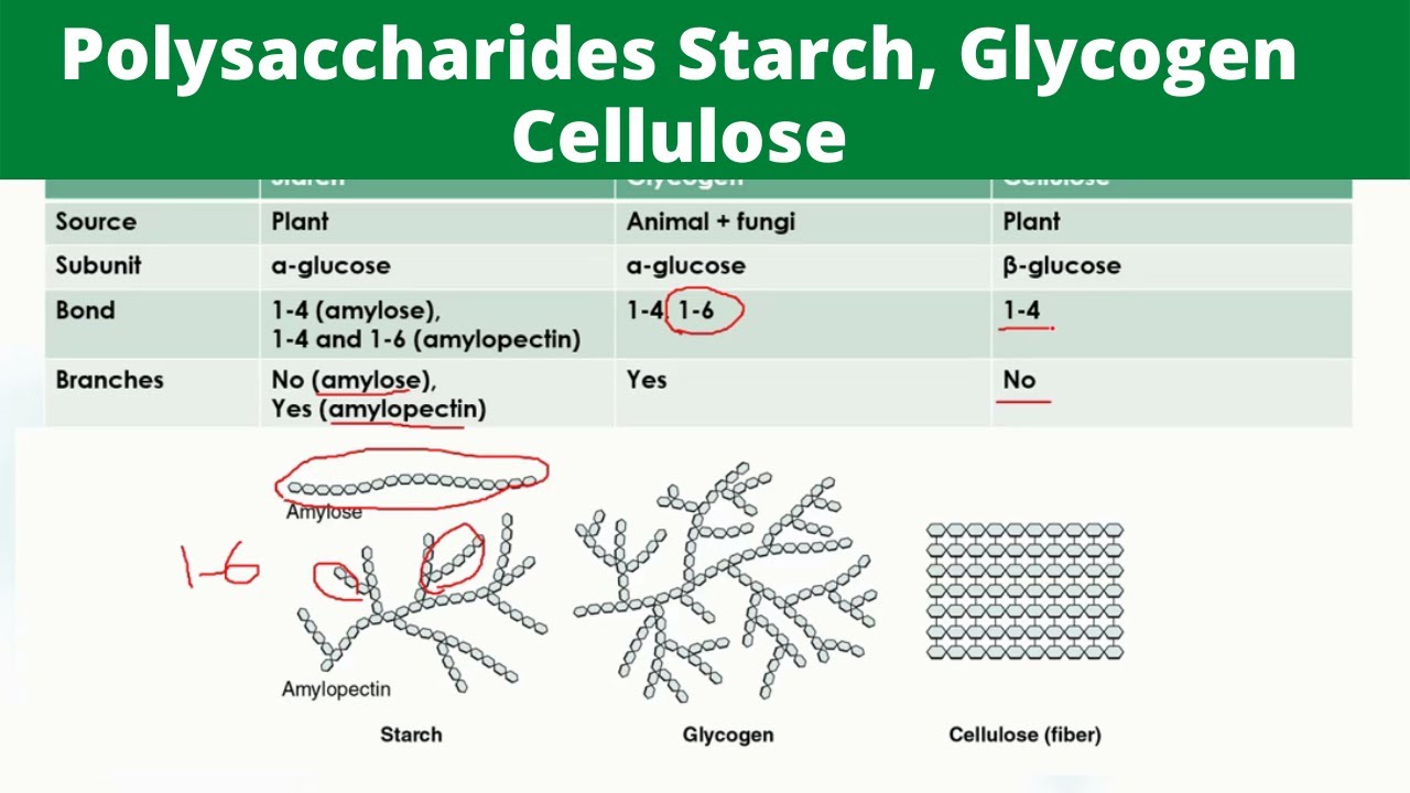 Polysaccharides Starch Glycogen Cellulose Differences And Polysaccharides Starch Glycogen Cellulose Differences And