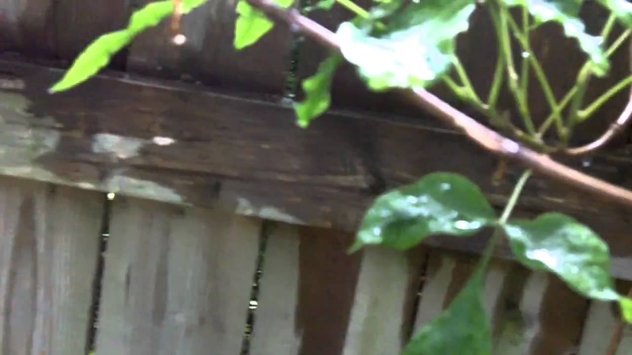 POISON IVY HAIRY VINES - YouTube