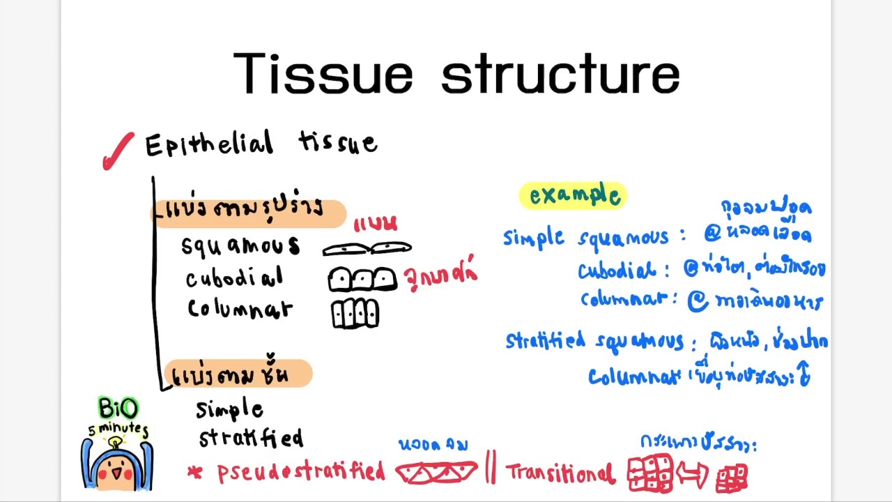 1 Tissue structure Epithelial tissue - YouTube