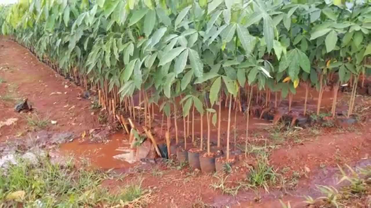 Rubber Tree Nursery Fields - Banlung City, Ratanakiri Province ...