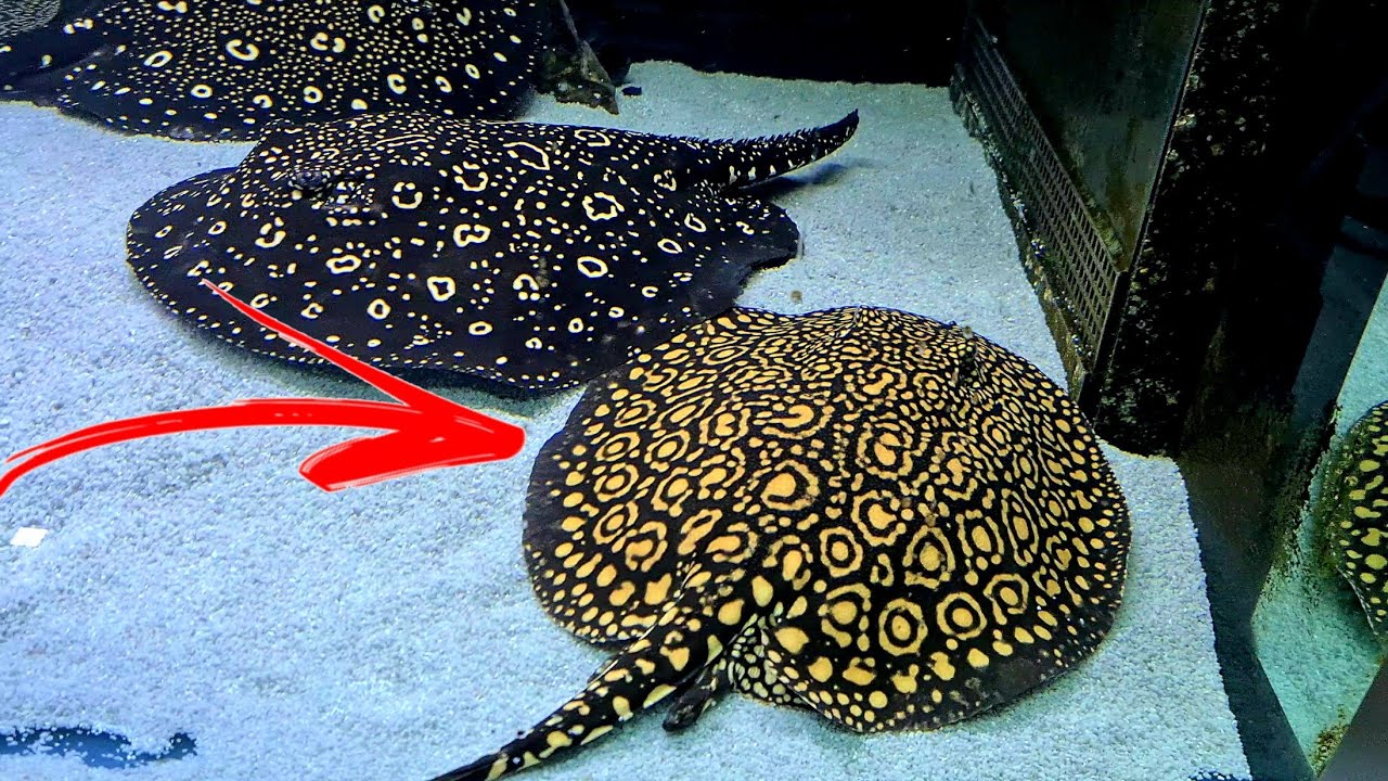 Você já viu algo parecido? O mais top do Brasil (arraia rex) - YouTube