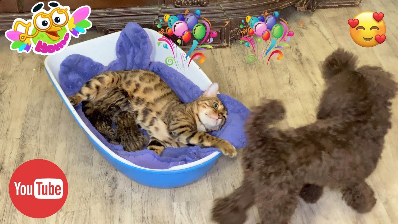 Surprise from Cher the cat - YouTube