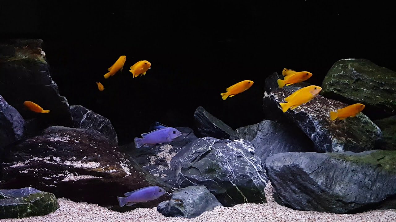 Metriaclima sp. 'msobo' Magunga 300l - YouTube