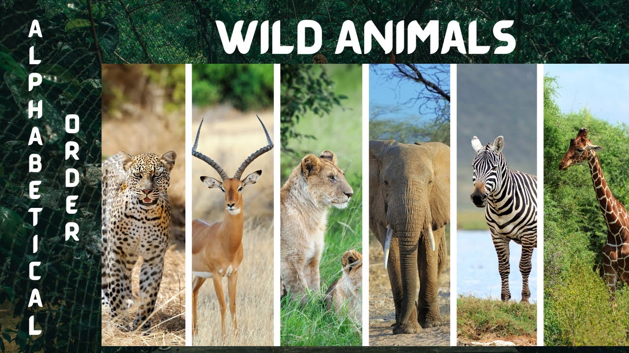 Common Animals Clipart