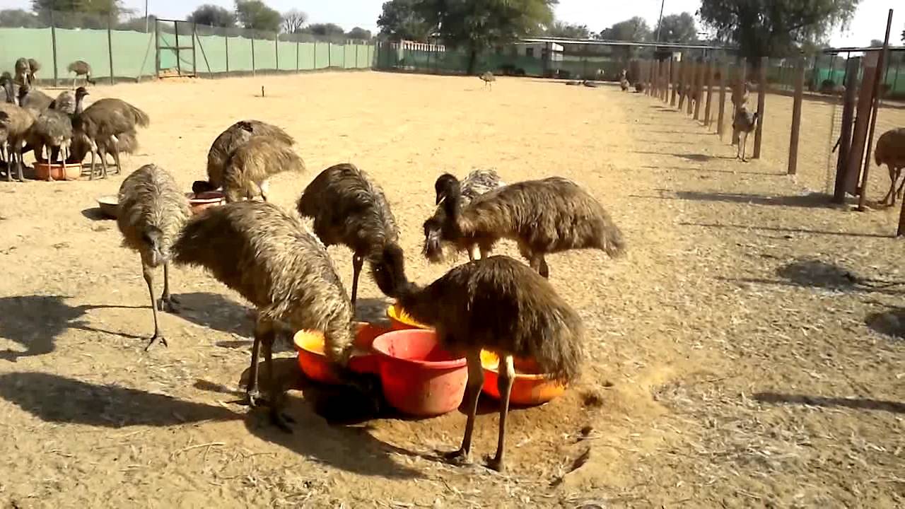 Emu Farming Jaipur.flv - YouTube