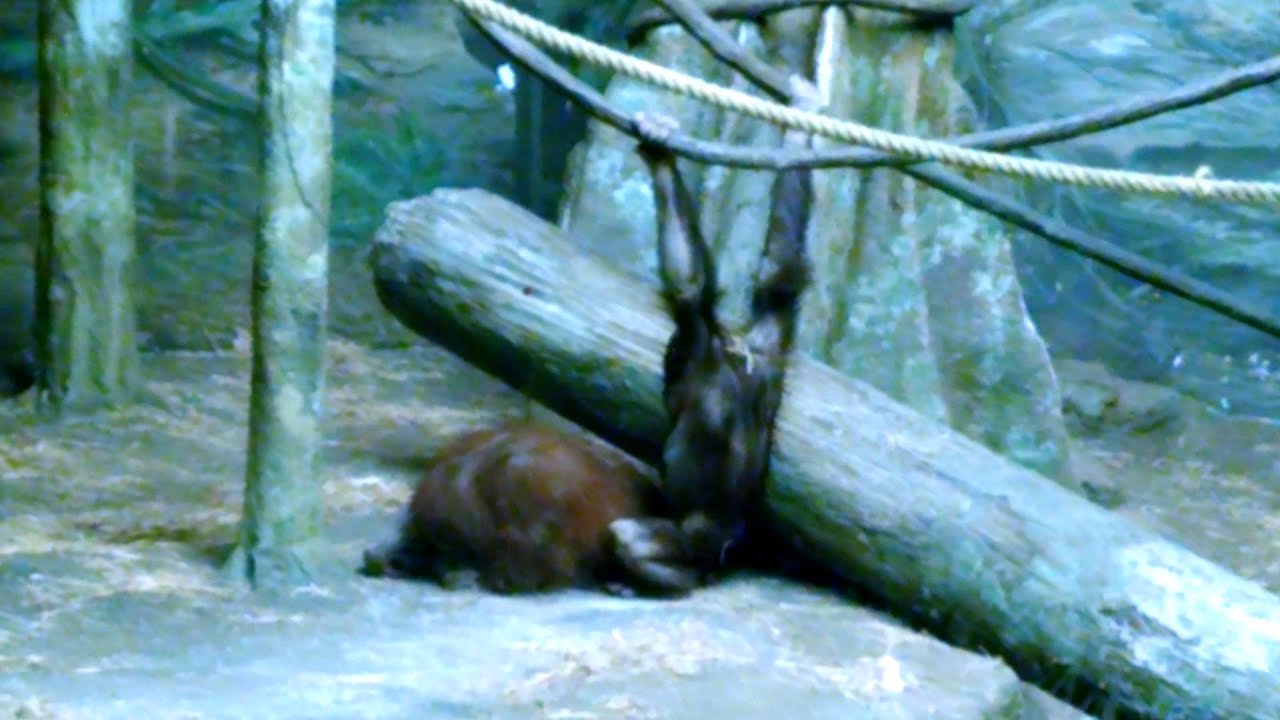 Monkey humping - YouTube