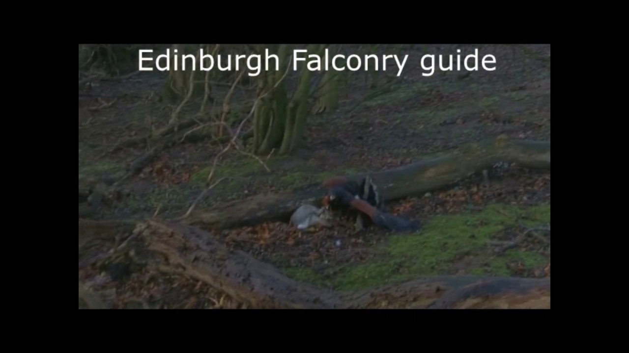 Edinburgh Falconry Guide, Hunting with Hawks.. - YouTube