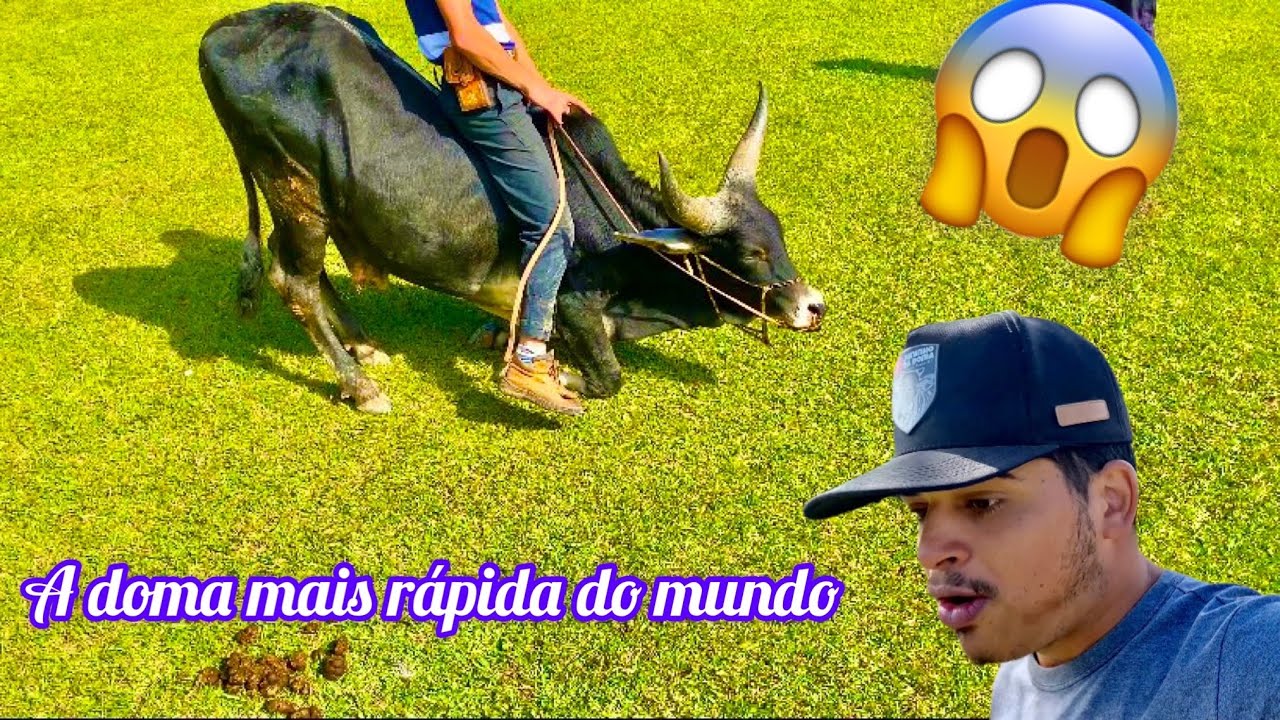 Domei um boi muito rápido 😱 - YouTube