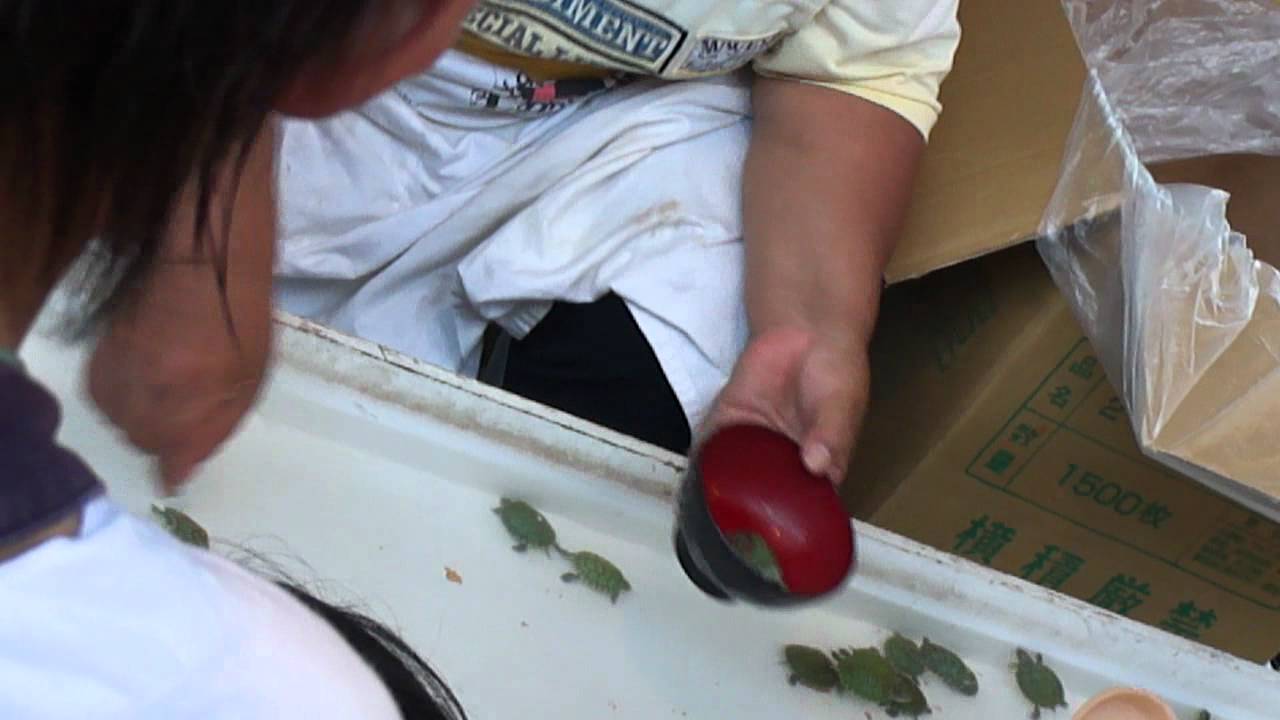 Turtle Scooping - かめすくい - YouTube
