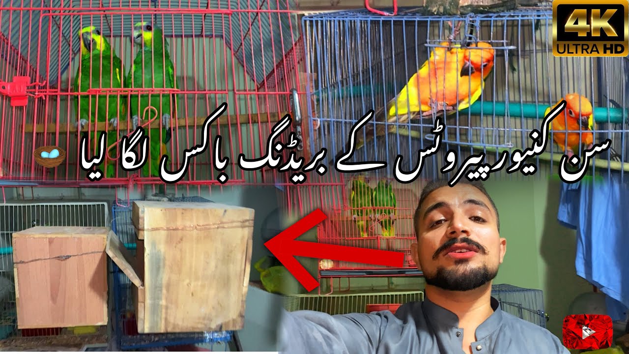 Installed a breeding box for sun conure perrots 🏡 - YouTube